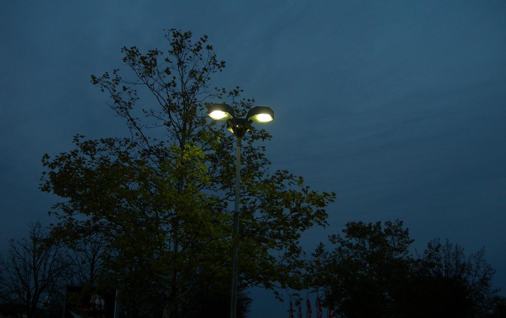 Landscape Downlighting: Discover the Magic of Outdoor Moonlighting ...