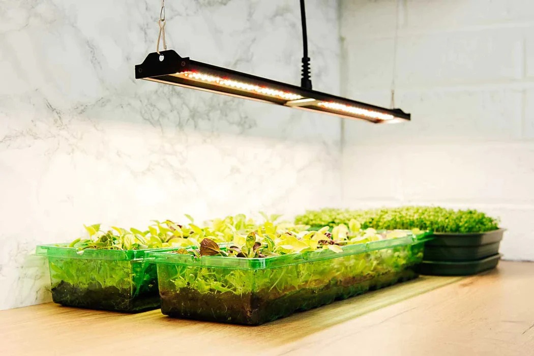 How Far Should a 2000-watt LED Light Be From the Plants? - LightscapesTech