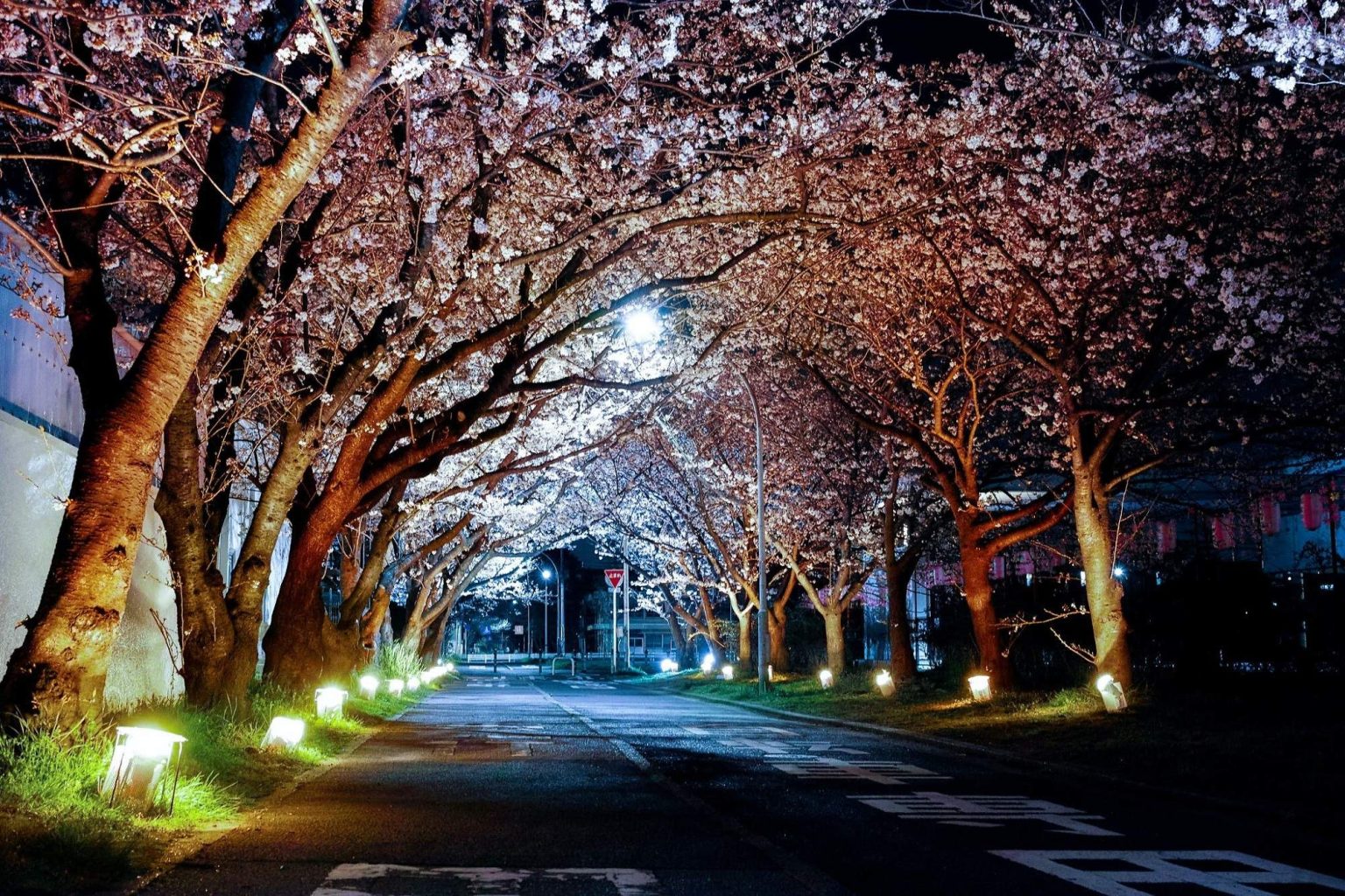 Mastering the Art of Landscape Tree Lighting for Magnificent Luminous ...