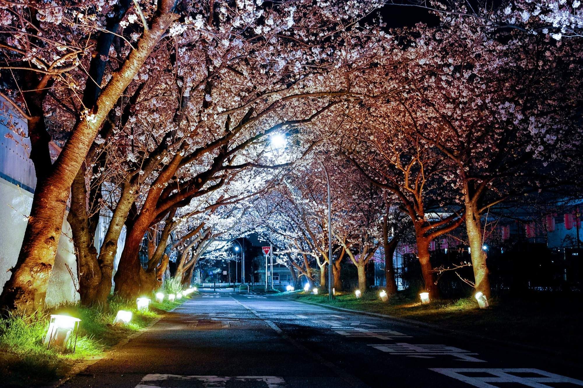Mastering the Art of Landscape Tree Lighting for Magnificent Luminous ...