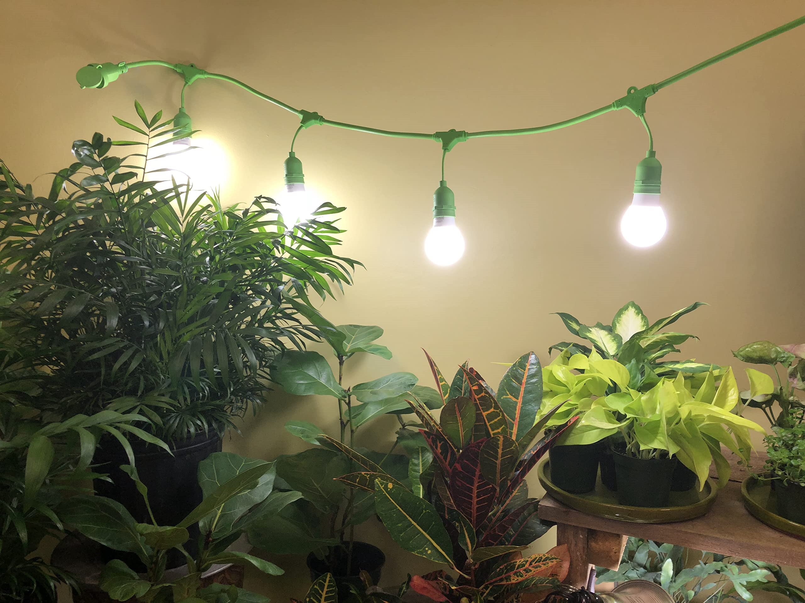 Can String Lights Help Seeds Germinate? - LightscapesTech